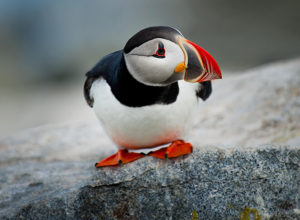 Florida charter plane | Airplane charters Naples,Florida - Fly Neat